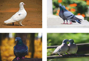 Pigeon Bird Combo Poster Set of 4 Posters Paper Print - Animals ...