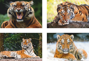 Tiger Combo Poster Set of 4 Posters Paper Print - Animals, Decorative ...