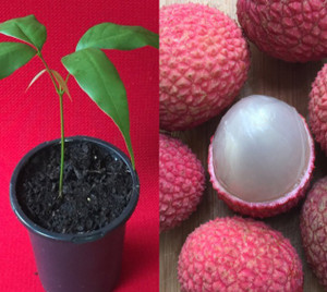 Cloud Farm Litchi Plant Price in India - Buy Cloud Farm Litchi Plant ...