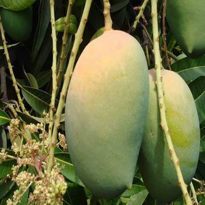 Keshar Grafted Mango Plant Price in India - Buy Keshar Grafted Mango ...