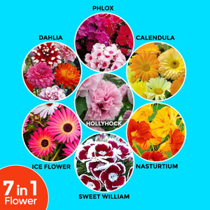 Kraft Seeds Flower Garden Series 7 Varieties in 1 Flower Seeds Pack ...