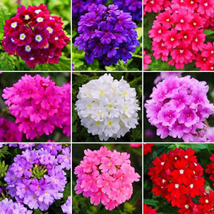 Kraft Seeds Verbena Mix (500 Seeds) Heirloom Flower Seeds Non-GMO Seed ...