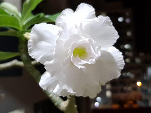 Cloud Farm Adenium Plant Price in India - Buy Cloud Farm Adenium Plant ...