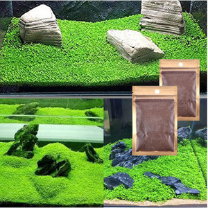 VAYINATO Fish Tank Decoration Carpet Live Plant Seeds (Pack of 2) for ...