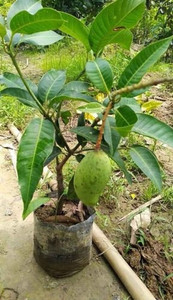 All Season Mango Plant Mango Plant Price in India - Buy All Season ...