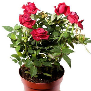 Decorate The World Rose Plant Price in India - Buy Decorate The World ...