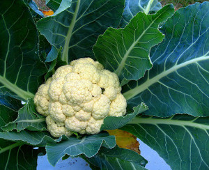 ANDOR Cauliflower Phool Gobhee/Phul Gobhi Seed Price in India - Buy ...