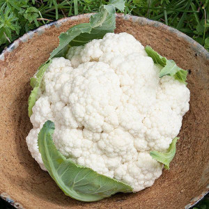 ANDOR GOODMAN CAULIFLOWER Seed Price in India - Buy ANDOR GOODMAN ...