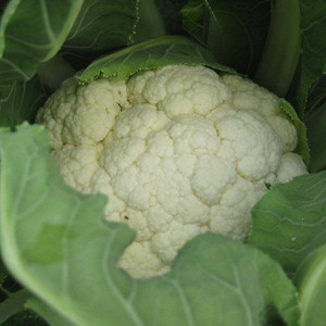 ANDOR Cauliflower 'Skywalker' Seed Price in India - Buy ANDOR ...