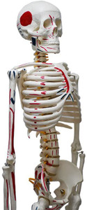 MYASKRO Human Skeleton Model 85CM Tall Painted Muscle Insertion and ...