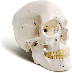MYASKRO Human Skull Model Extremely Detailed And Premium Skull Model ...