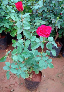 GOLAP Rose Plant Price in India - Buy GOLAP Rose Plant online at ...