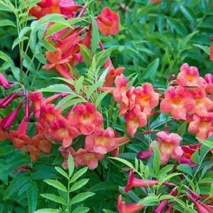 VANASPATI UDYAN Tecoma Plant Price in India - Buy VANASPATI UDYAN ...