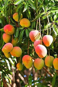 Moon Star Mango Plant Price in India - Buy Moon Star Mango Plant online ...