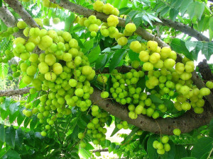 Moon Star Amla Plant Price in India - Buy Moon Star Amla Plant online ...