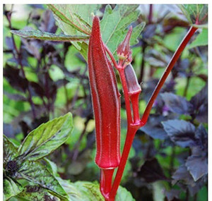 Biosnyg Red Okra Ladies Finger Bhindi Seed Price in India - Buy Biosnyg ...