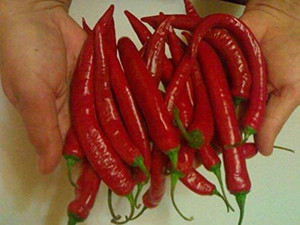 Biosnyg ™XLL-53 Long Red Chilli Seed Price in India - Buy Biosnyg ™XLL ...