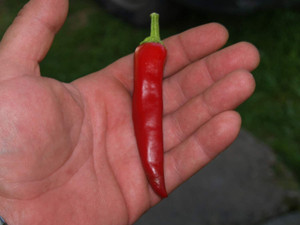 WILLVINE LX-57 Fire Hot Long Red Chilli Heirloom Seeds Seed Price in ...