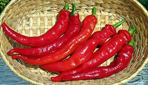 Biosnyg ™VAR-787 Cow Horn Chilli Seed Price in India - Buy Biosnyg ™VAR ...