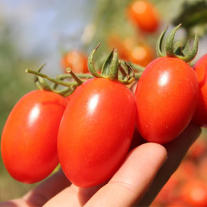 Biosnyg ®XLR-84 Roma Tomato Seed Price in India - Buy Biosnyg ®XLR-84 ...