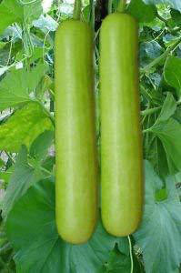 KANAYA Bottle Gourd Lauki Lau Clabash Seeds Hybrid Seed Price in India ...