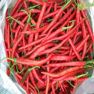 Biosnyg ™SBN-489 Long Slender Chilli Seed Price in India - Buy Biosnyg ...
