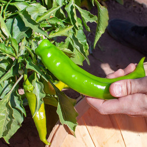 VibeX ® VXI-293 Medium/Hot Big Jim Chilli Seeds Seed Price in India ...