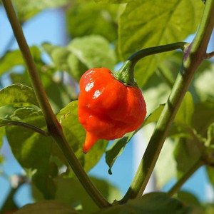 VibeX ® VLR-812 Non-GMO Naga Viper Chilli Seeds Seed Price in India ...