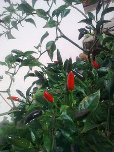 Biosnyg ™VXI-855 Vietnamese Devil Chilli Seed Price in India - Buy ...