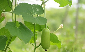 KANAYA Long BottleGourd(Lauki) Seed Price in India - Buy KANAYA Long ...