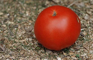 WILLVINE ATS-985 Tomato Seeds- Supersonic Seed Price in India - Buy ...