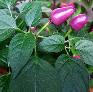 VibeX ® VMR-92 Dwarf Chilli Little Blue Exotic Mini Hot Seeds Seed ...