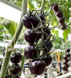 Biosnyg ®PAU-1136 Purple Tomato Seed Price in India - Buy Biosnyg ®PAU ...
