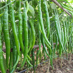 Biosnyg ®IACR-2 Long Chilli Seed Price in India - Buy Biosnyg ®IACR-2 ...