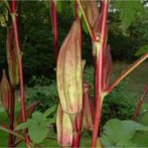 VibeX ® LXI-597 Alabama Red Okra Seeds Seed Price in India - Buy VibeX ...