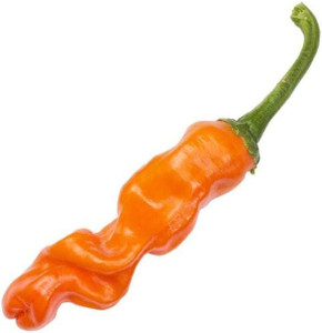 Biosnyg ®XLR-928 Orange Peter Chilli Seed Price in India - Buy Biosnyg ...