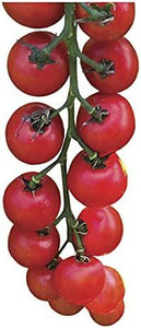 VibeX ® XXL-557 Nectar Hybrid Tomato Seeds Seed Price in India - Buy ...