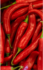 WILLVINE ATS-125 Red Cayenne Chilli Pepper Seed Seed Price in India ...