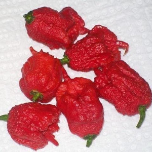 Biosnyg ™SBN-429 Pot Primo Pepper Superhot Chilli Pepper Seed Price in ...