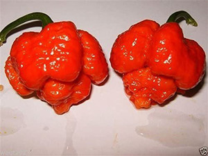 Biosnyg Trinidad Scorpion Chilli Seed Price in India - Buy Biosnyg ...