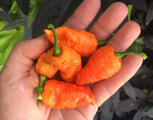 Biosnyg ™VXI-395 Death Spiral Ultra Hot Premium Chilli Seed Price in ...