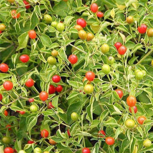 Biosnyg ™VAR-747 Birds Eye Chilli Seed Price in India - Buy Biosnyg ...