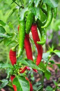 VibeX ® VMR-253 Heirloom Hot Arbol Chili Pepper Seeds Seed Price in ...