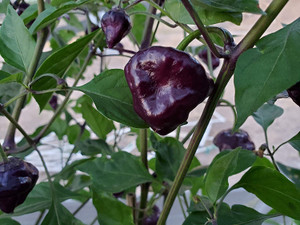 WILLVINE PAU-987 Purple Pepper Chilli Seeds Seed Price in India - Buy ...