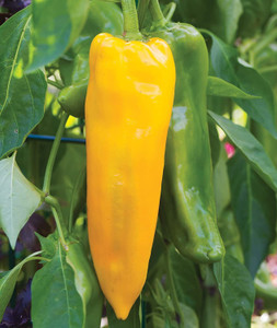 Biosnyg ®XLR-628 Big Daddy Sweet Pepper Seed Price in India - Buy ...