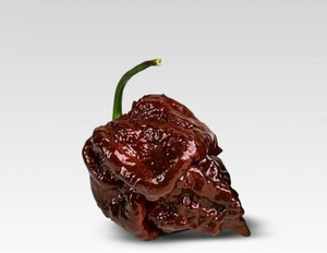 VibeX ® VXI-958 7 Pot Chocolate Brain Strain Pepper Seeds Seed Price in ...