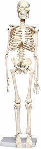 MYASKRO Mini Human Skeleton Model for Anatomy , 45cm Tall Human ...