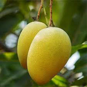 pb mandira plant Mango Plant Price in India - Buy pb mandira plant ...