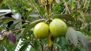 EliteGreen Guava Plant Price in India - Buy EliteGreen Guava Plant ...