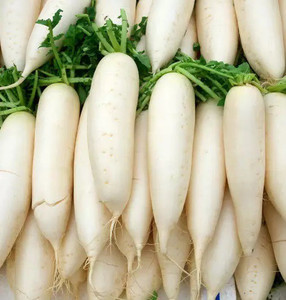 VINTI White Radish (Mooli) Vegetable (मूली के बीज) Seed Price in India ...
